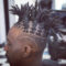 Mohawk Dreads Styling Guide + Hairstyle Inspirations